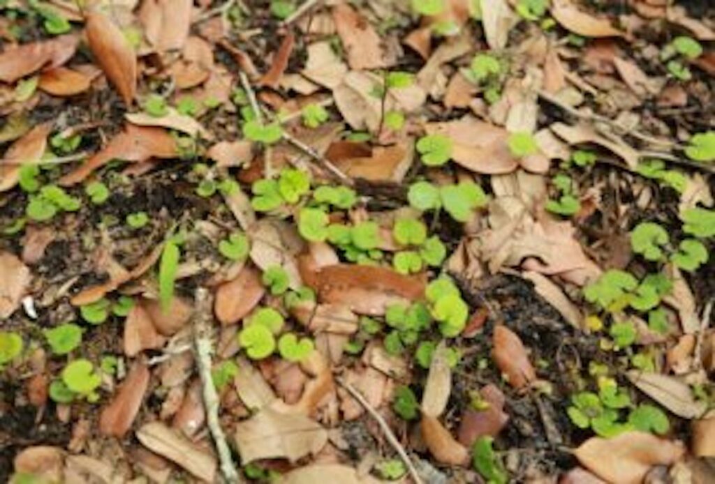 Wild Plant Identification: Foraging for Edible Weeds - Countryside